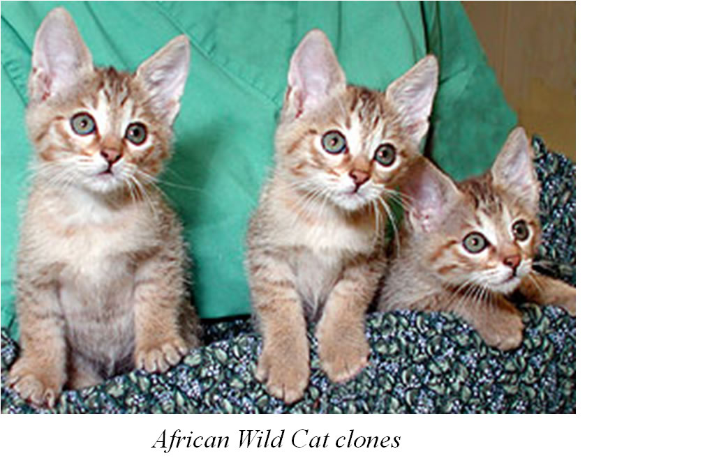 Paulina Borsook Aesclepion